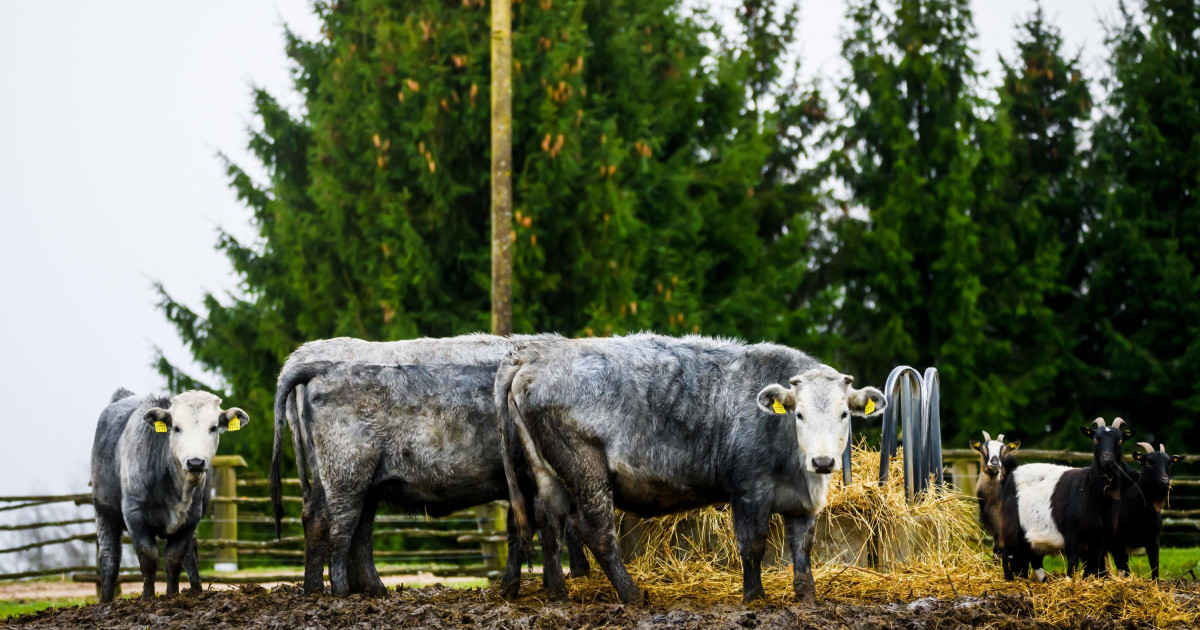 Letonia salva de la extinción a sus pintorescas vacas azules