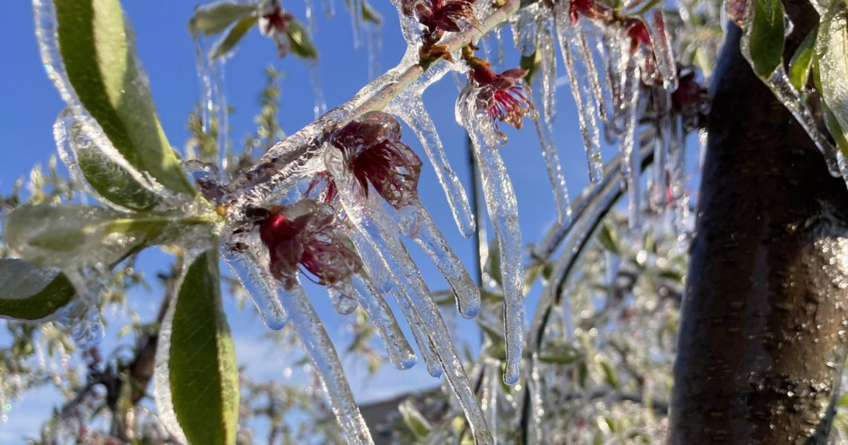 Heladas negras y blancas: en qué consiste el fenómeno que llega con las ...
