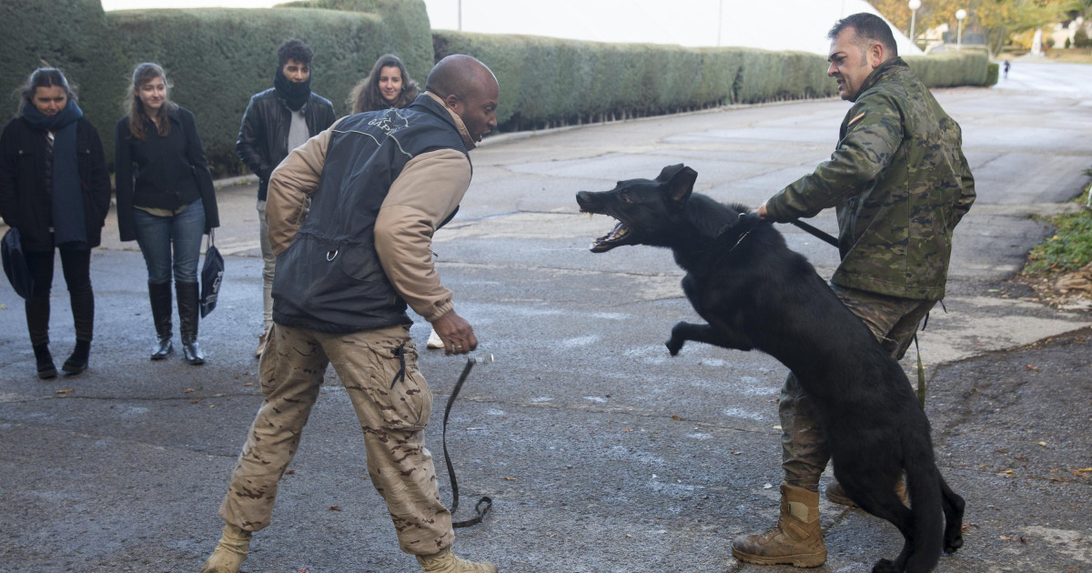 Los perros, agentes cada vez más imprescindibles en la detección de ...