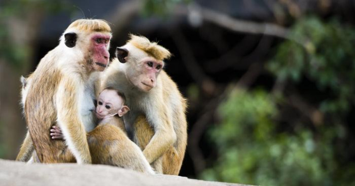Cómo una peculiaridad evolutiva dio a los humanos la voz que no tienen ...