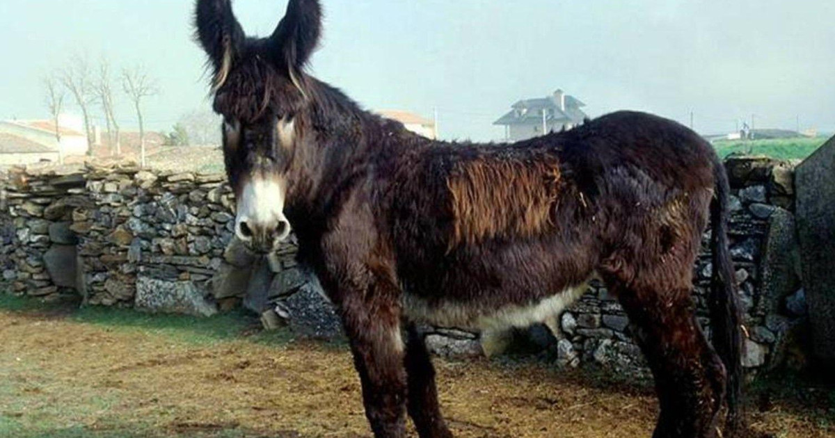 Lomo de asno, la nueva señal de la DGT que tiene nombre de asado argentino