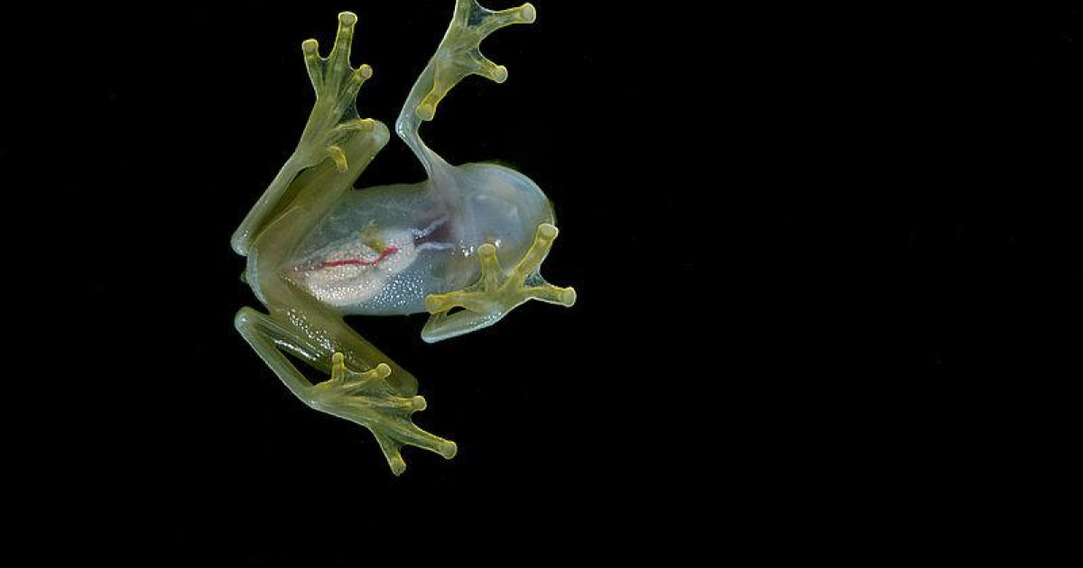 Descubren por qué las ranas de cristal se vuelven transparentes