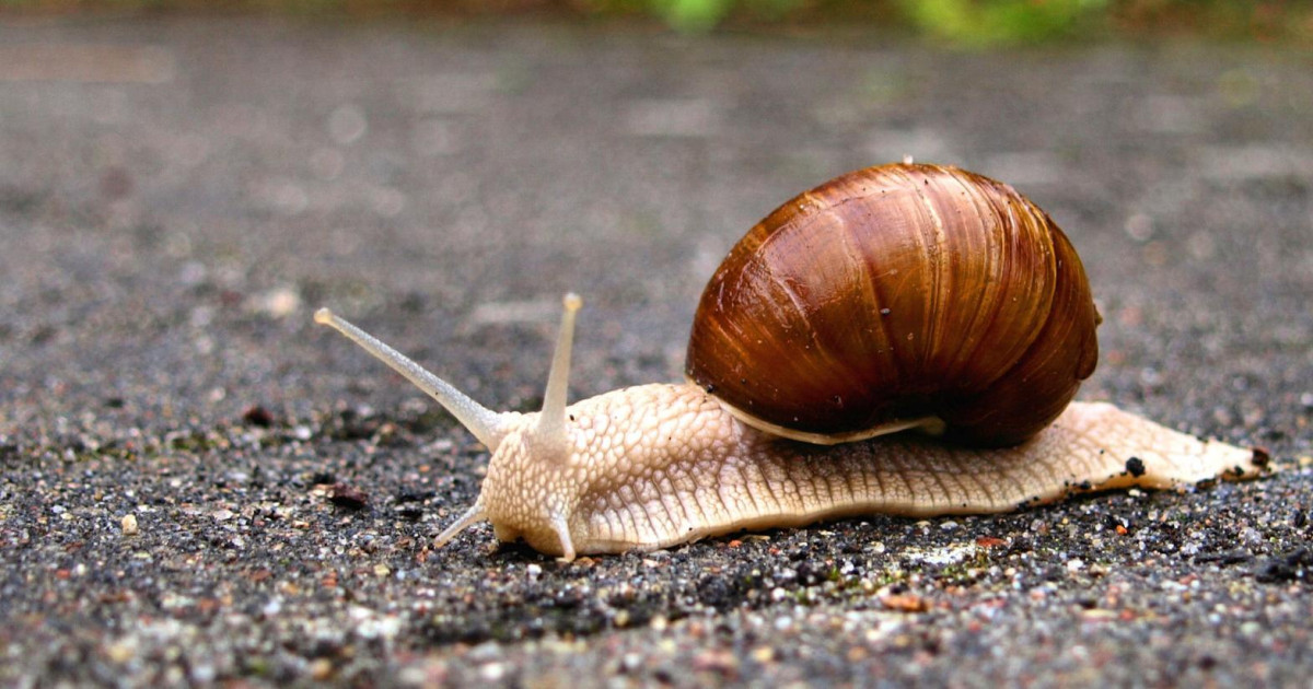 Qué es el caracol gigante africano avistado en Tenerife y qué ...