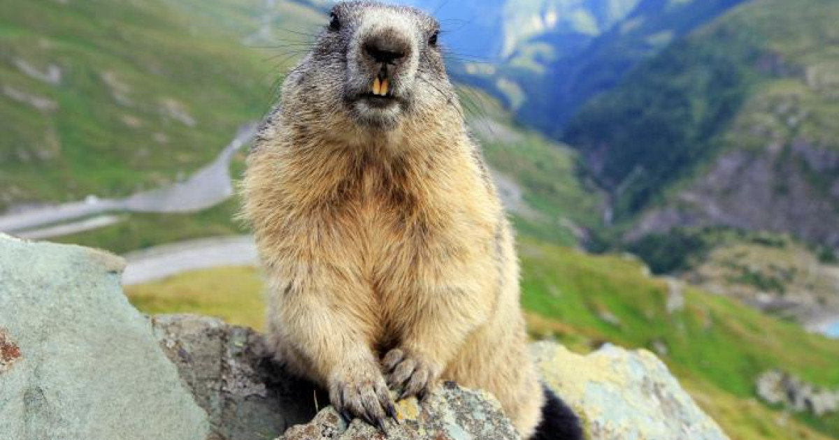 Este fue el pronóstico meteorológico de la marmota Phil para 2023