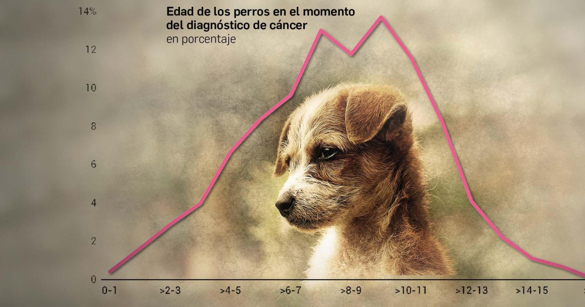 Que Pasa Si Mi Perro Tiene Cancer De Vejiga