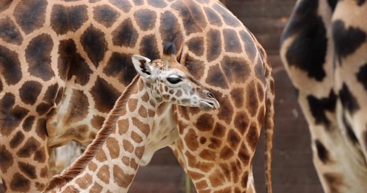 Niara, la nueva jirafa del zoo de Leipzig