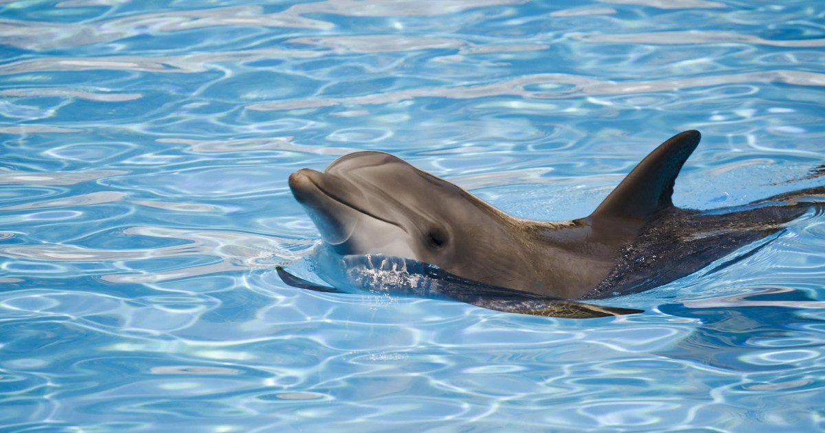 Estos son los diez animales más inteligentes del planeta