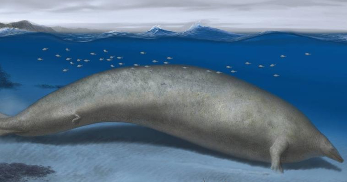 Una antigua ballena que alcanzó las 340 toneladas gana el título de ...