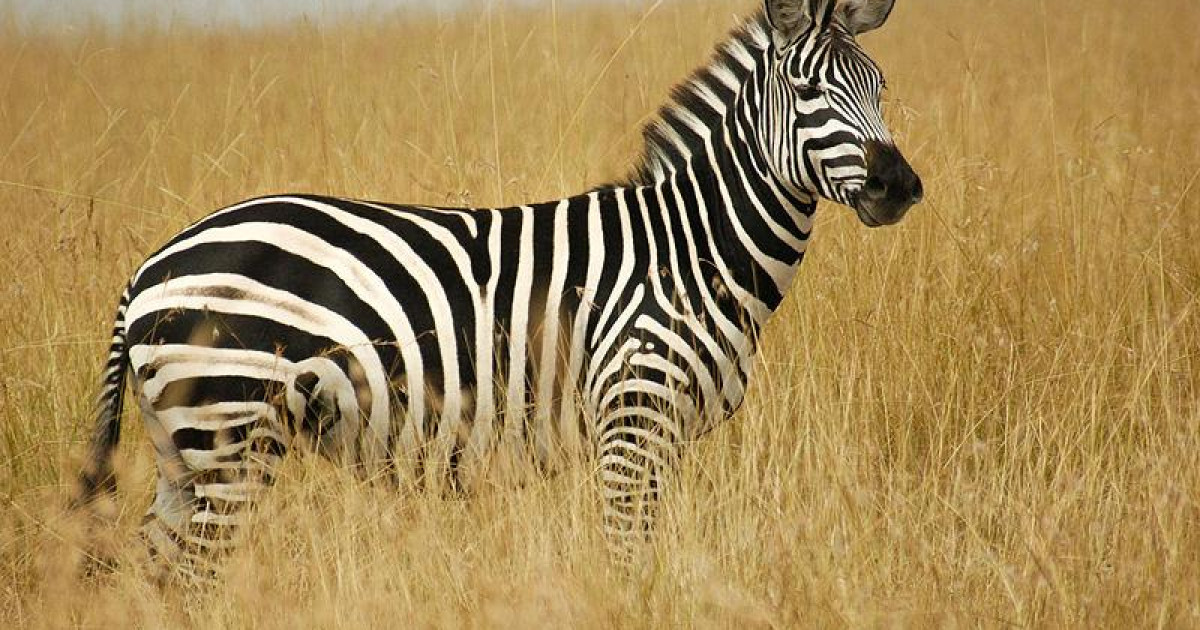 La sorprendente relación entre lavar la ropa y las manchas de los animales