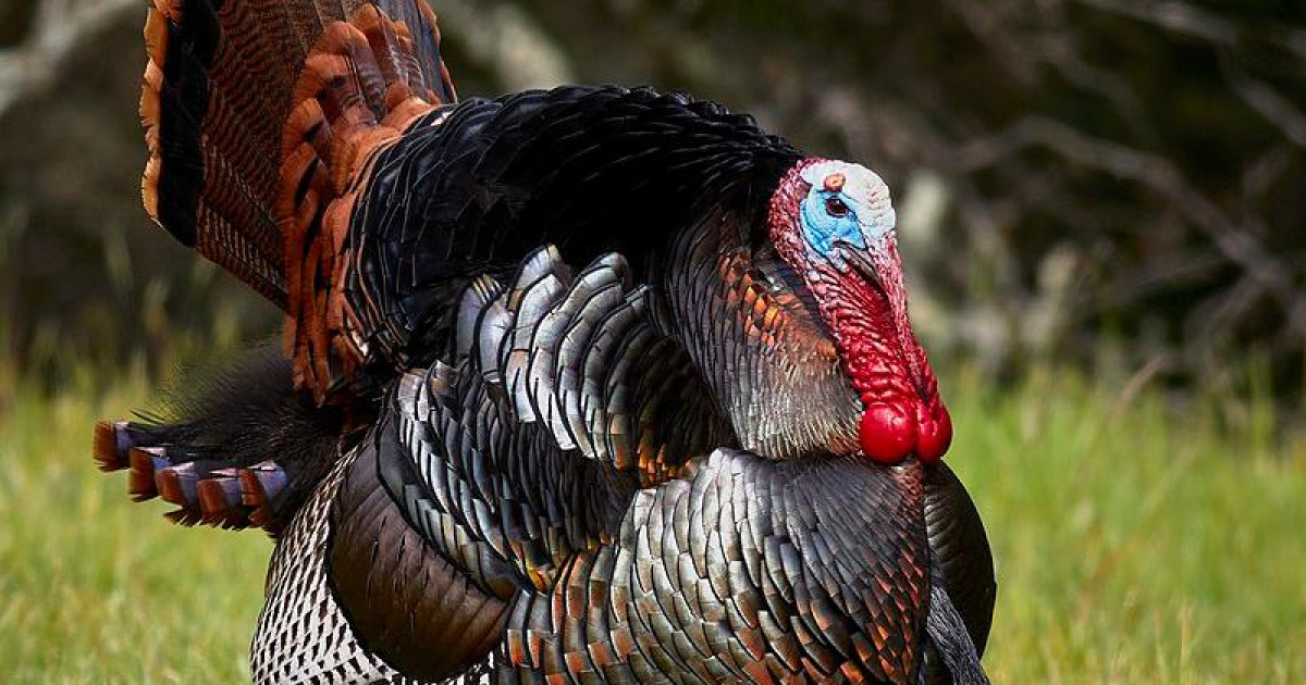 La festiva historia del pavo