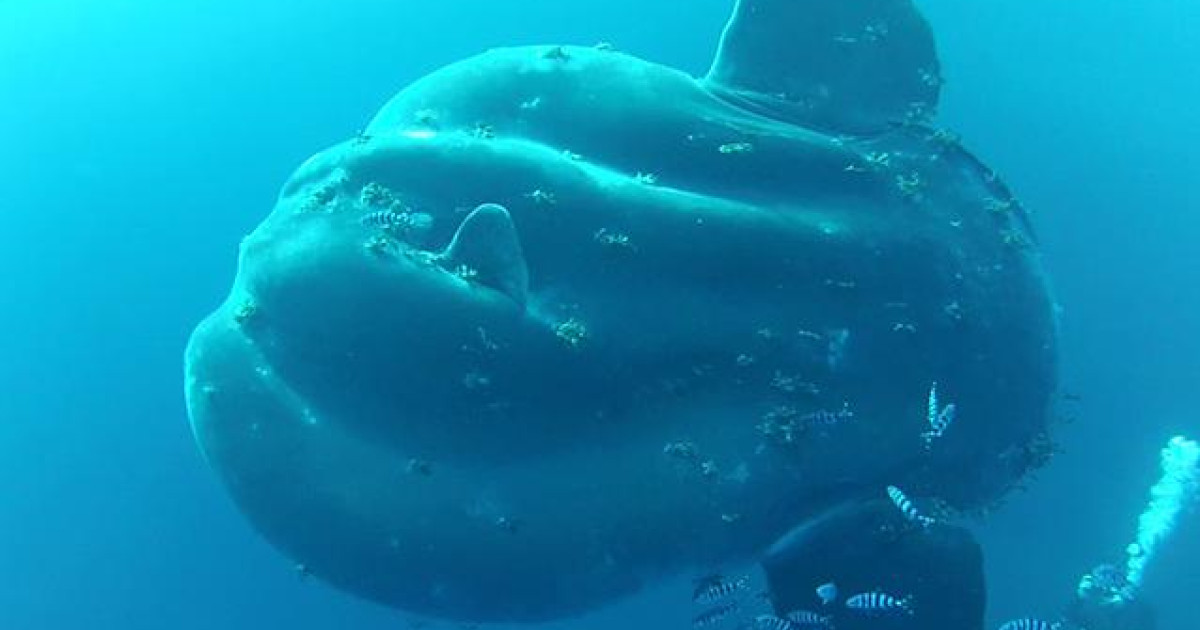 El pez más grande del mundo vive en aguas españolas