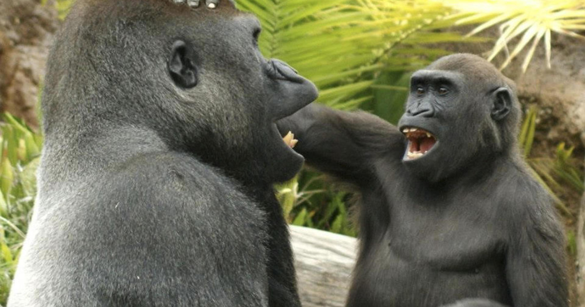 A los grandes simios les gusta gastarse bromas entre sí