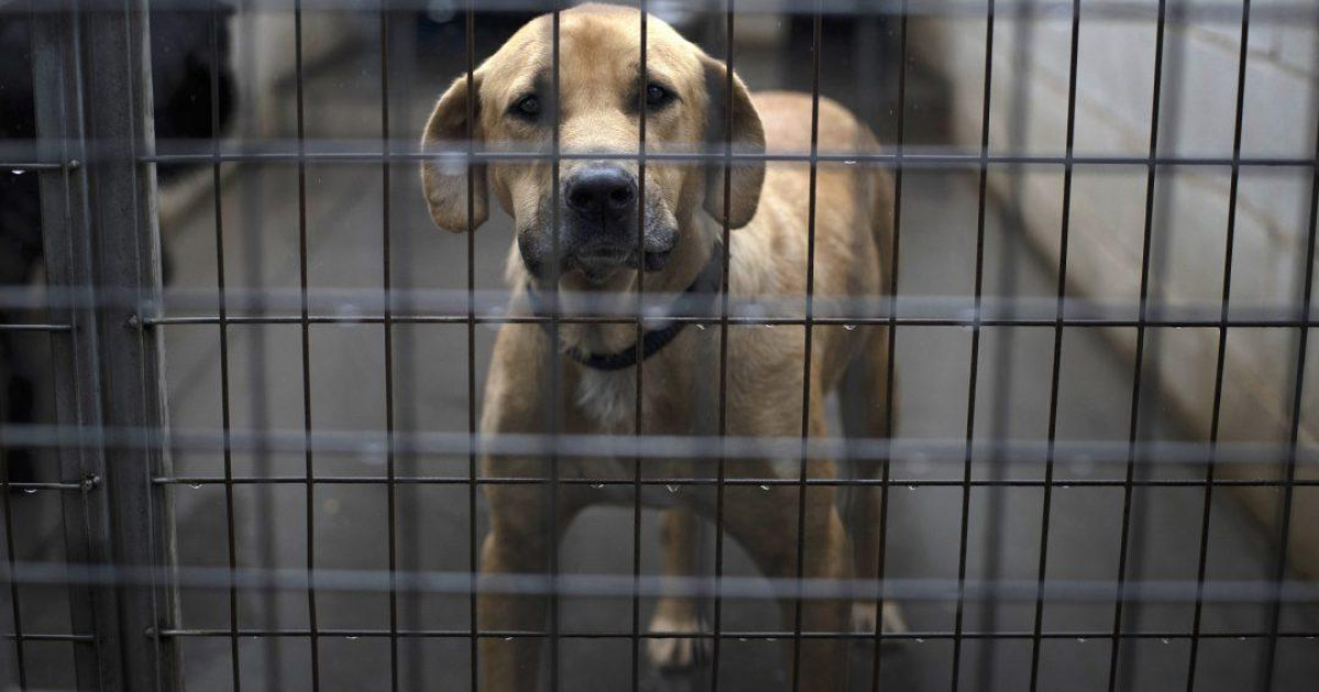 ¿Hasta cuándo se pueden vender perros y gatos en las tiendas de animales?