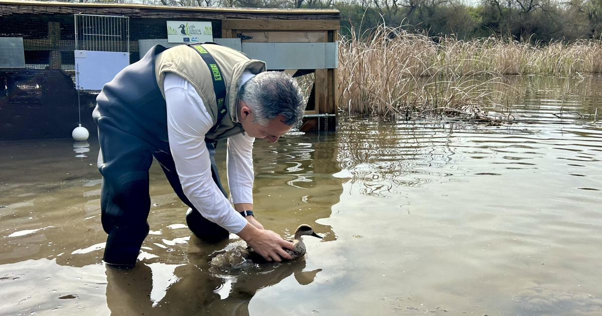 Madrid reintroduce 20 ejemplares de cercetas pardilla para su ...