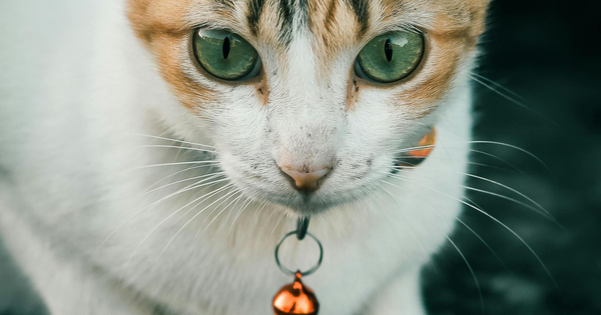 ¿Cómo se llama el objeto que hay dentro del cascabel y puede dar mucho ...