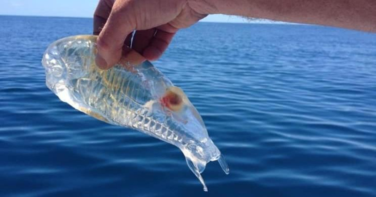 Las salpas invaden las playas del norte de España: qué son y qué efectos producen