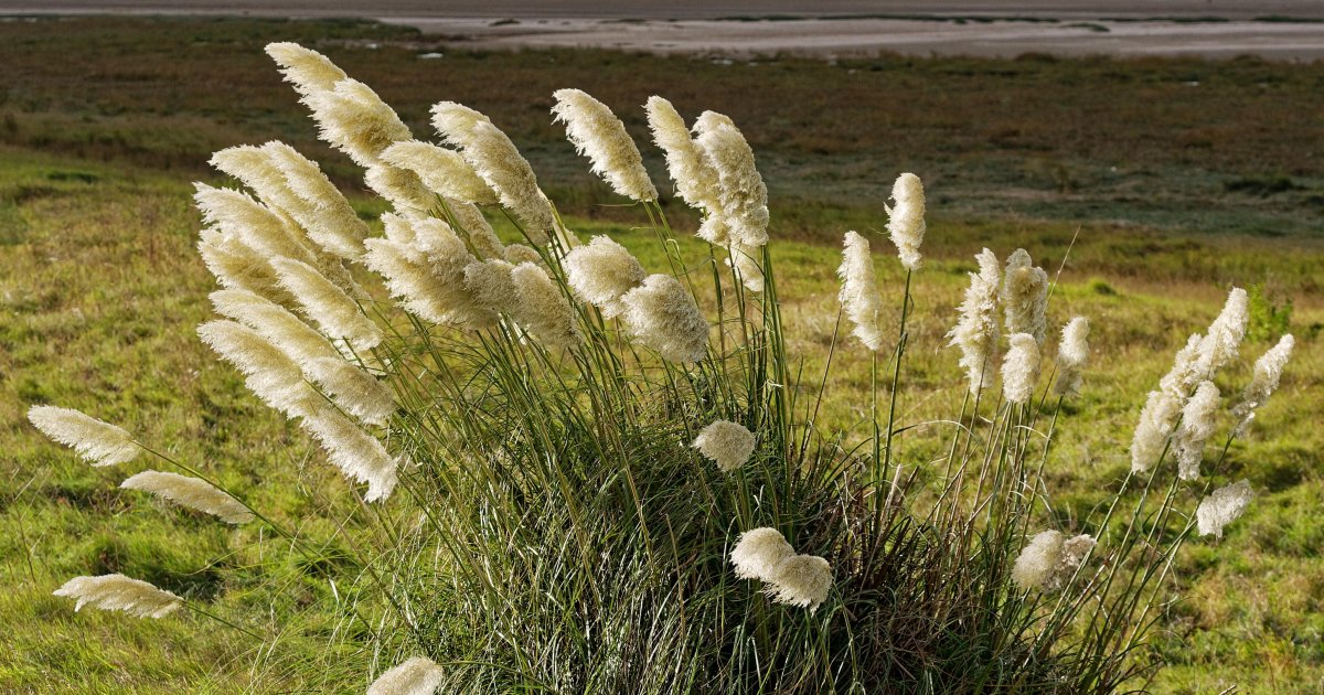 Así es el plumero de la Pampa, la planta que ha pasado de ornamental a ...