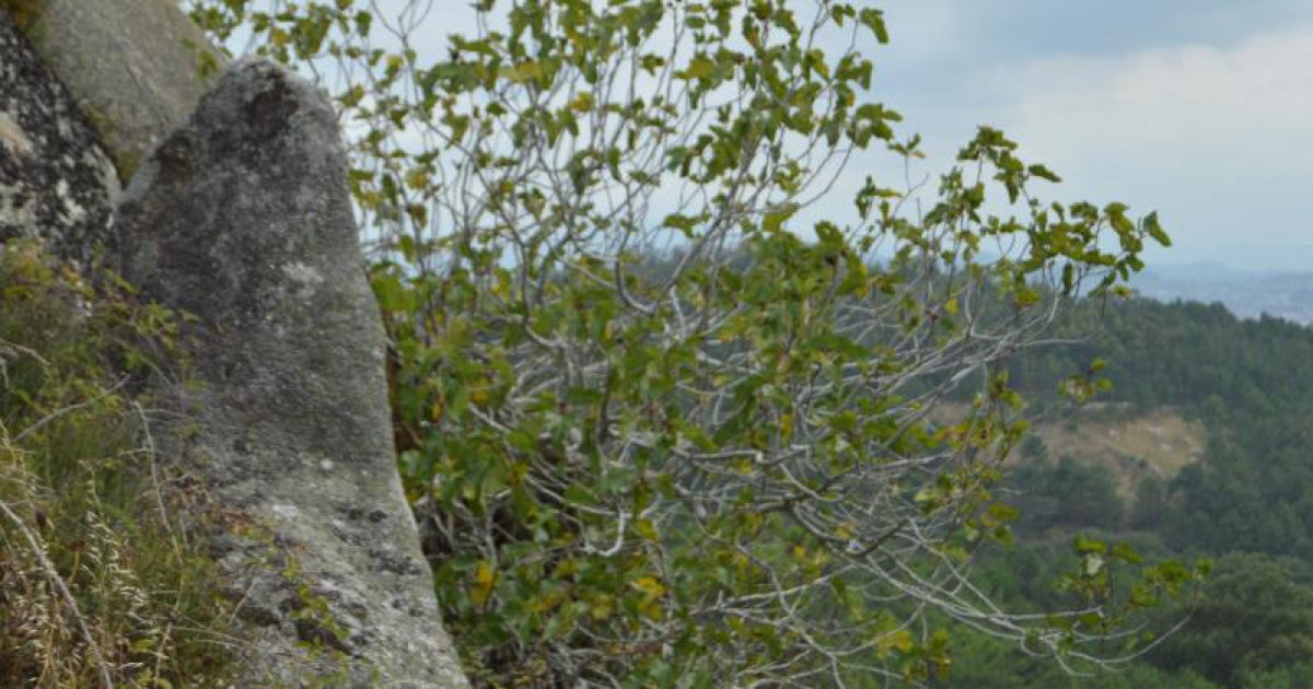 La higuera del Meco: así nació una de las tradiciones más satíricas del ...