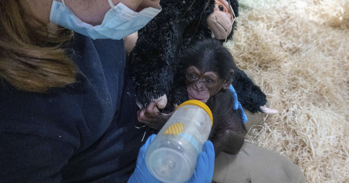 Nace en Valencia un chimpancé de una subespecie en peligro crítico de ...