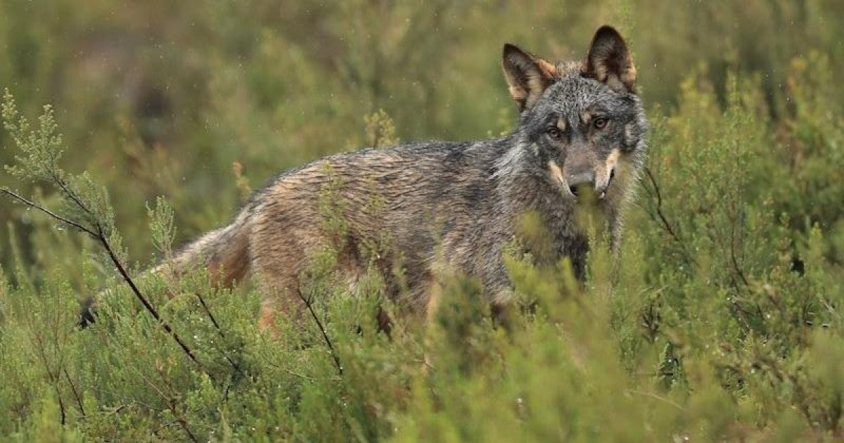 Aumentan por cinco las manadas de lobo ibérico en Madrid