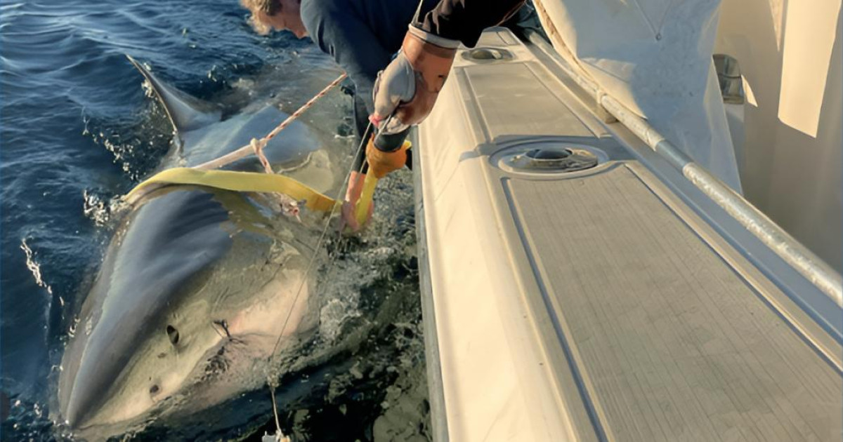 Contender, uno de los tiburones blancos más inmensos de la historia ...