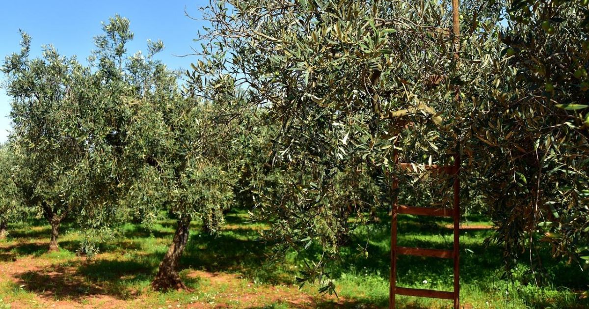 Castilla-La Mancha carga contra el nuevo borrador de la PAC: “El campo ...