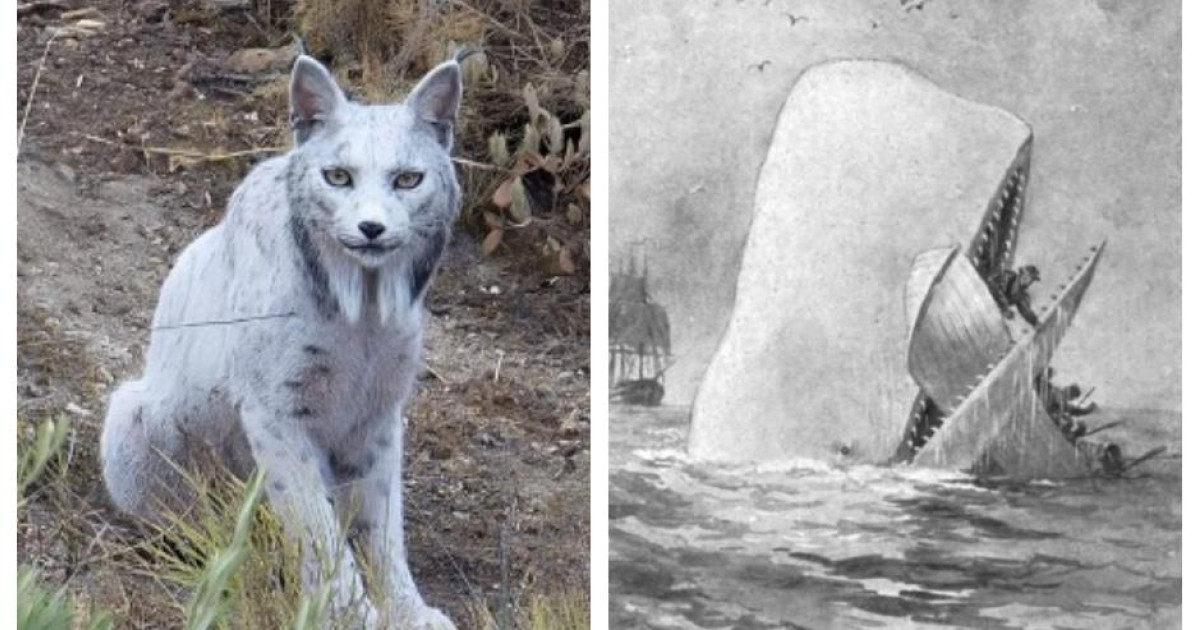 El lince blanco de Jaén que recuerda a sus «hermanos» literarios: Moby ...