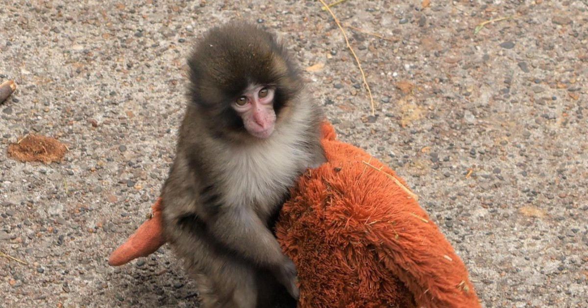 Un mono viral, su peluche y un experimento de hace 70 años: lo que ...