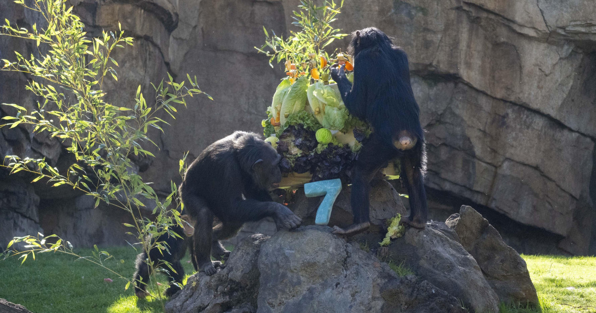 Djibril, el chimpancé «adoptado» de Bioparc Valencia, cumple hoy siete años
