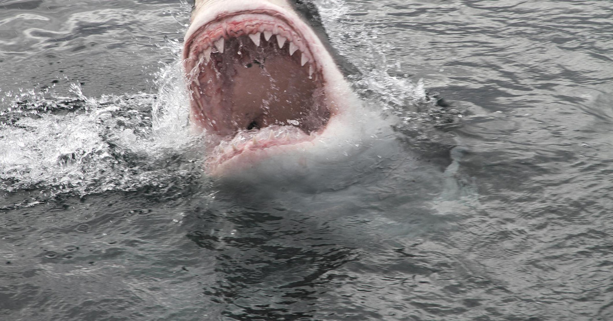 Una mujer en estado crítico tras el ataque de un tiburón en Australia ...