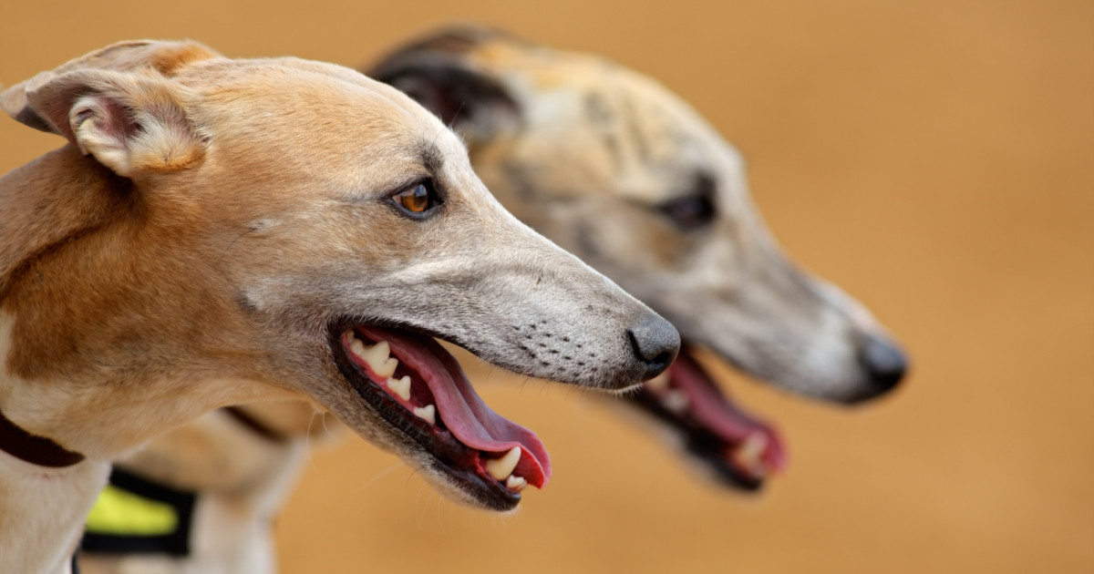 Exámenes dentales de fósiles revelan cómo evolucionaron los colmillos