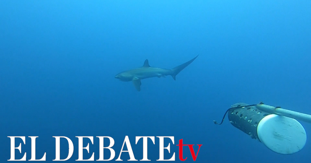 Llamativas imágenes de los montes submarinos de Costa Rica