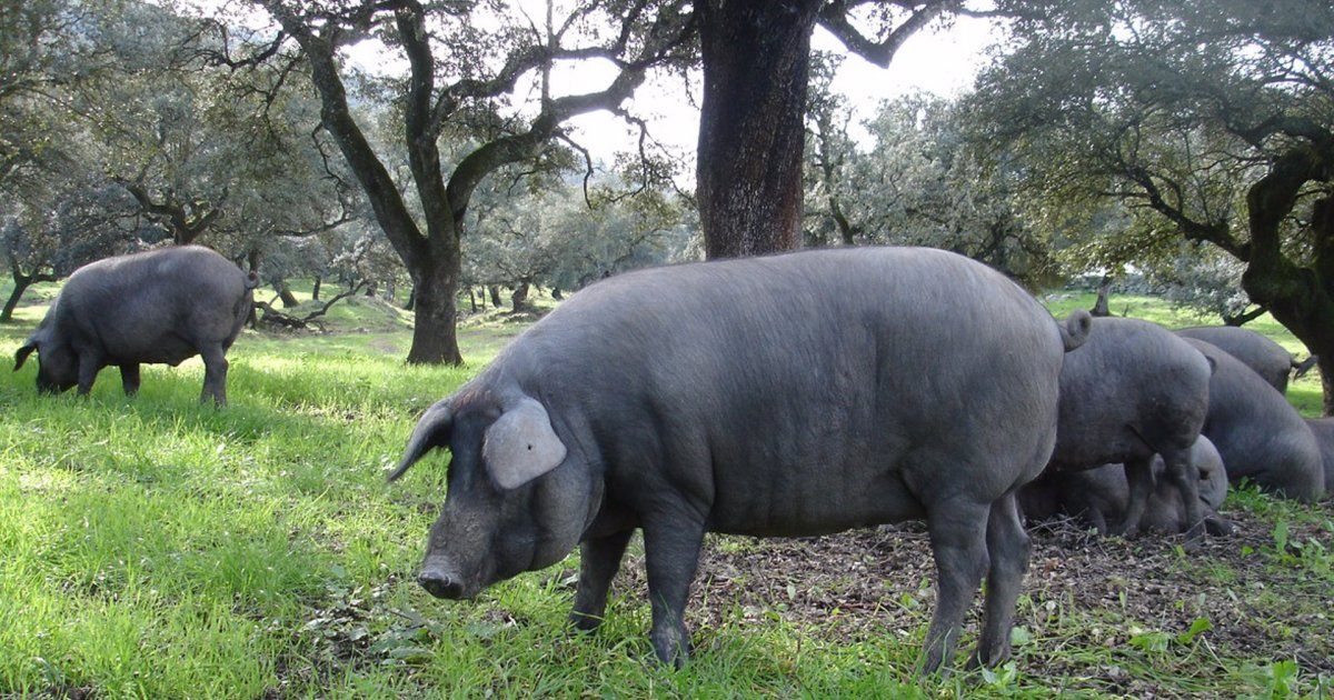 El calor causa estrés a los cerdos ibéricos, por lo que crecen menos
