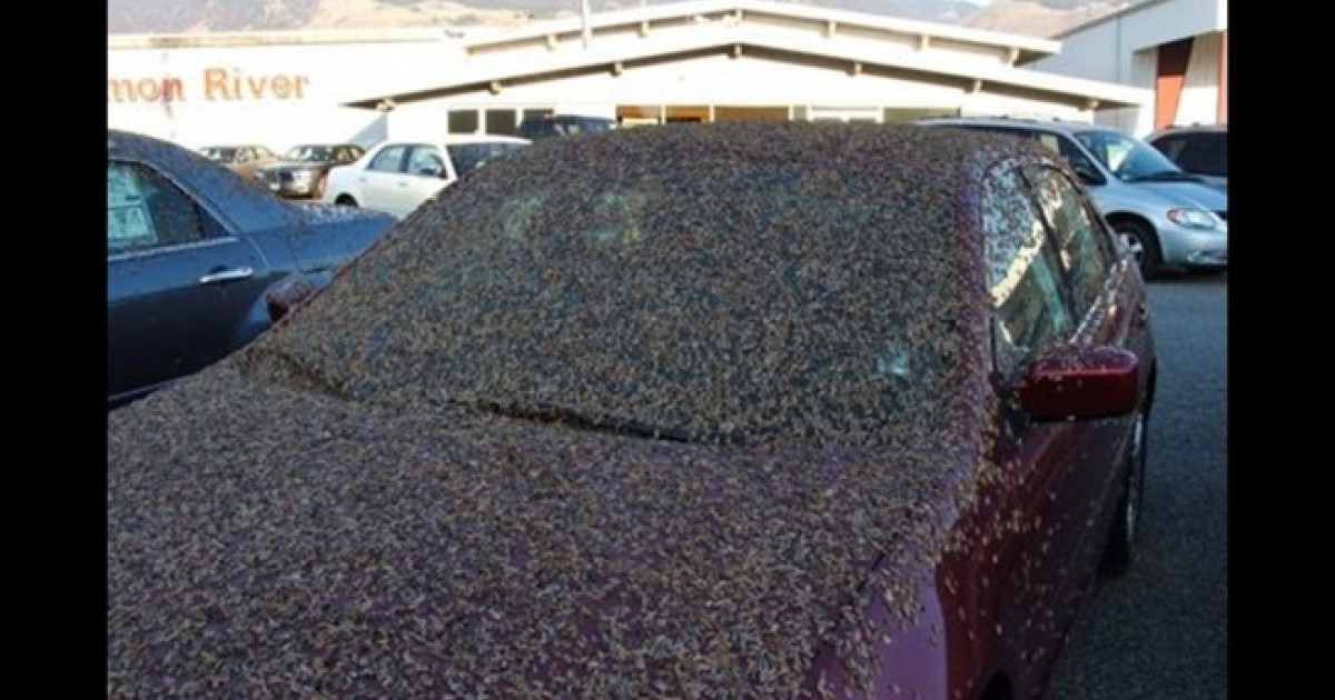 Cómo evitar que la carrocería de tu coche se convierta en un cementerio ...