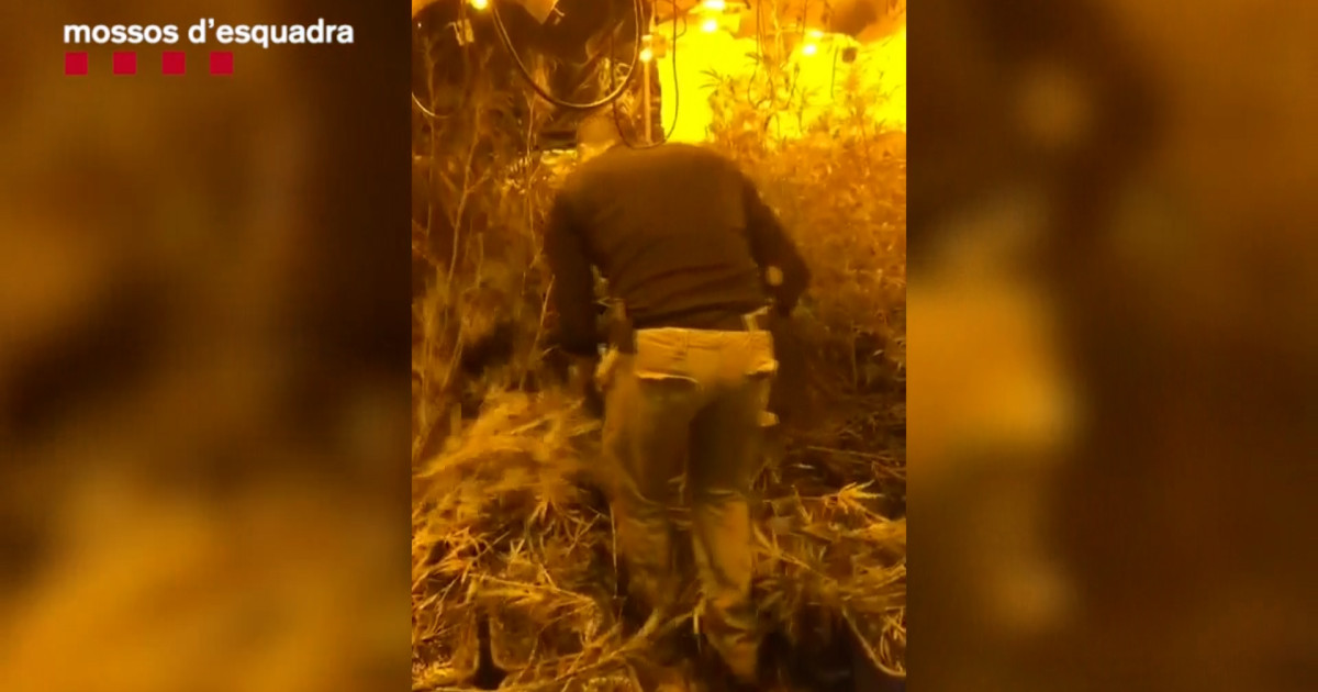 Los Mossos desmantelan dos plantaciones de marihuana en Girona
