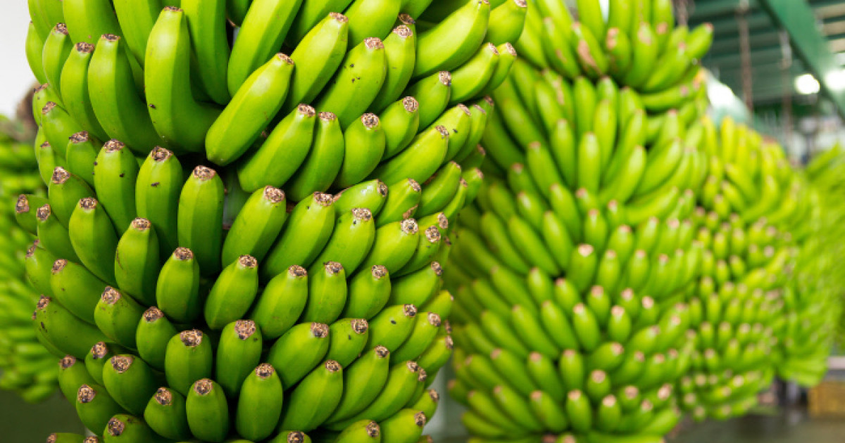 Comer un plátano verde al día podría evitar el cáncer