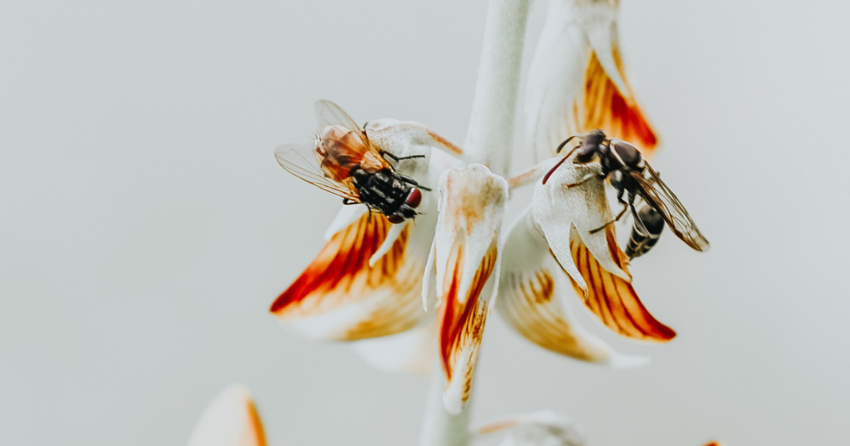 Remedios caseros para deshacerte de las moscas