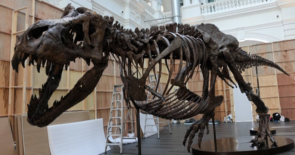 Se subasta el primer fósil de tiranosaurio en Asia