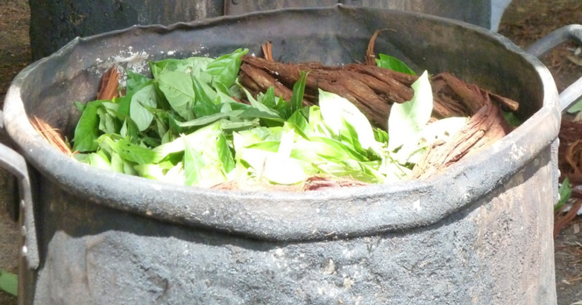 ¿Es segura la ayahuasca? Un nuevo estudio aclara los efectos de esta ...