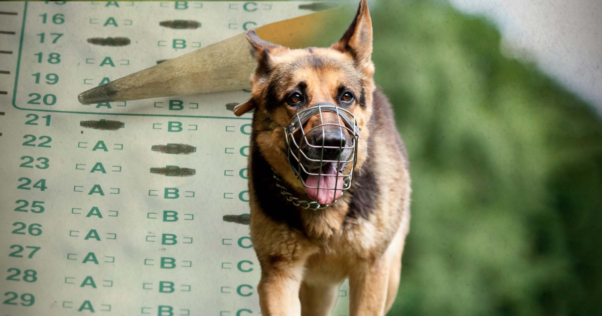 Cualquier perro podrá estar obligado a llevar bozal si no supera un test