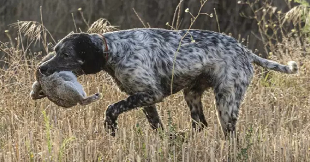 Una jauría de perros de caza muerde a un niño al coger en brazos a su ...