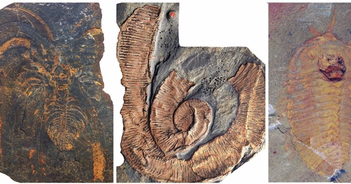 Camarones gigantes dominaban los mares hace 470 millones de años