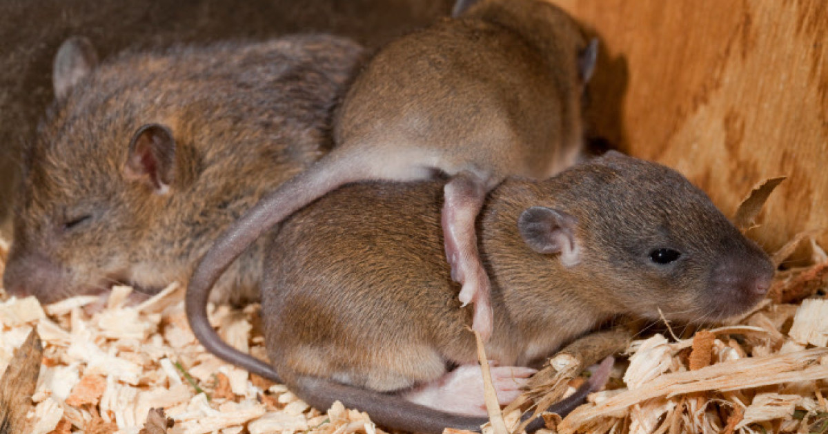 La nueva ley de bienestar animal: hasta 18 meses de cárcel por matar a ...