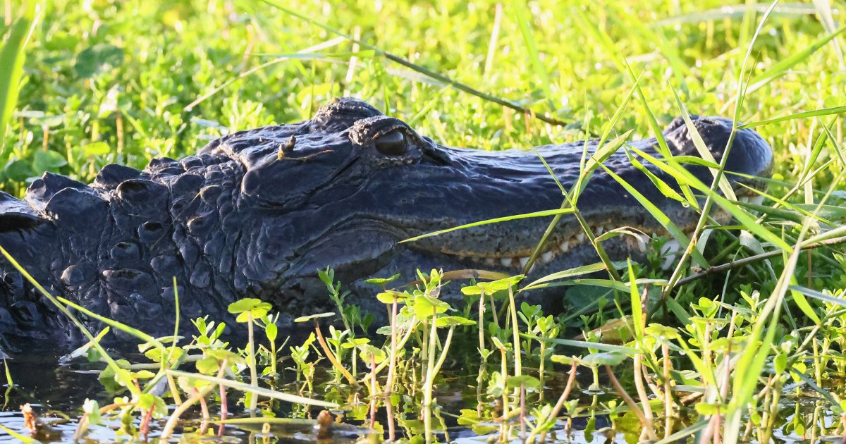Un caimán mata a una mujer de 85 años que paseaba a su perro en Florida