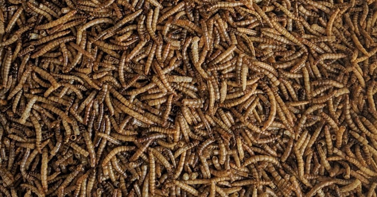 España acogerá la «mayor granja de insectos» para consumo del mundo