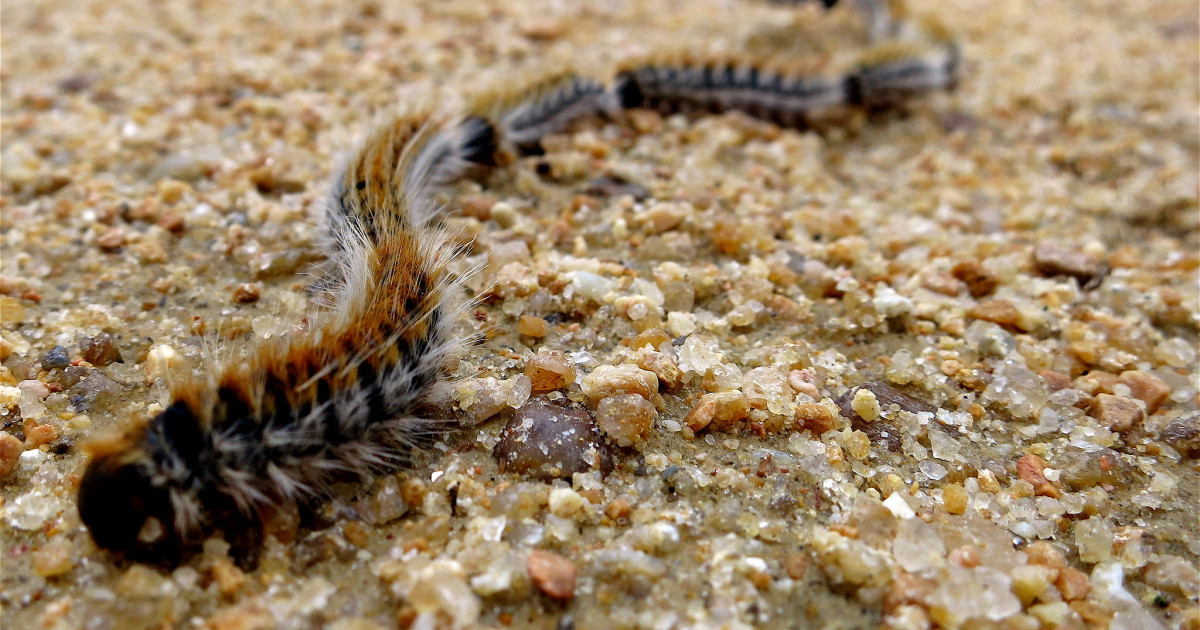 Alertan de una plaga de procesionaria: el insecto que mata a los perros ...