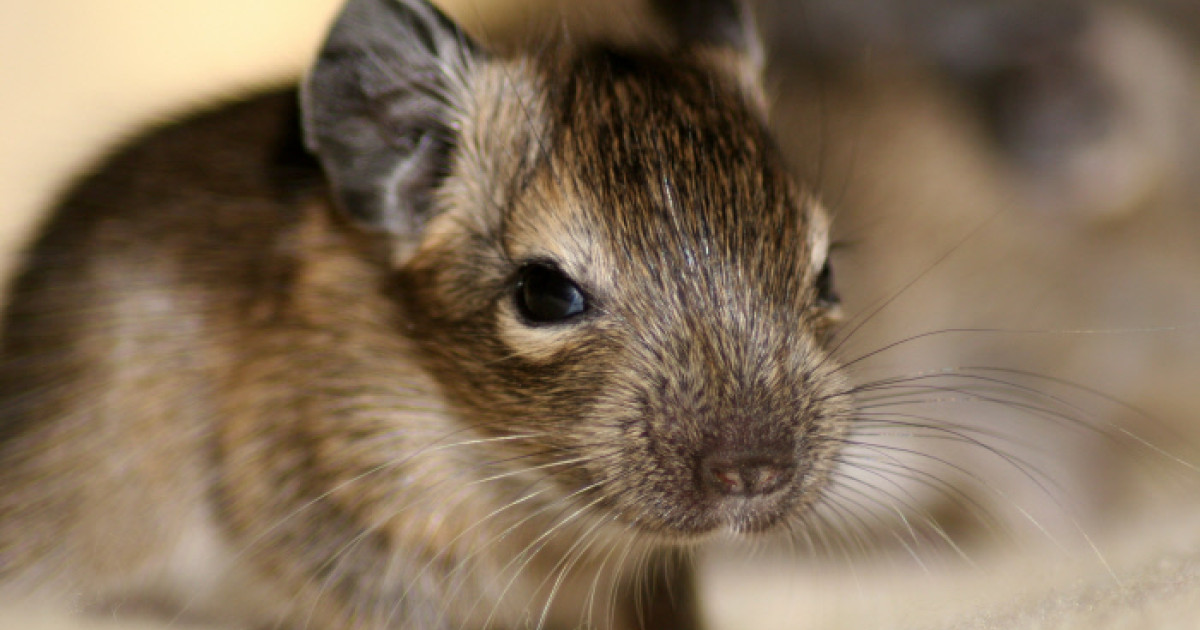El templo sagrado donde se veneran a más de 25.000 ratas