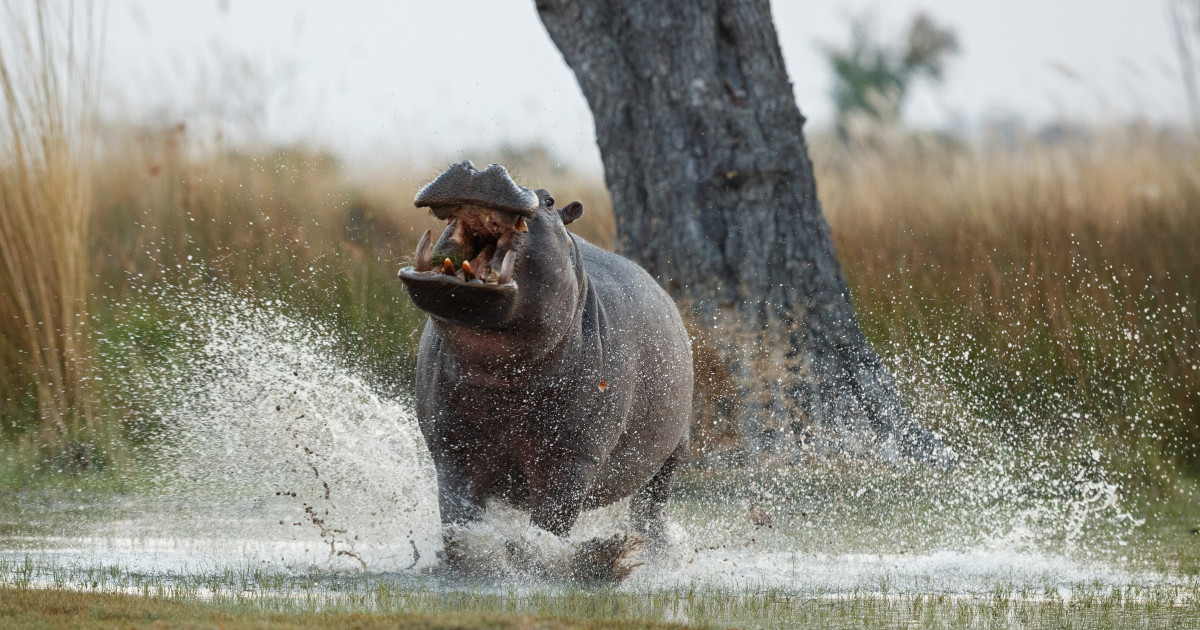 Un niño muerto y más de veinte desaparecidos tras embestir un ...
