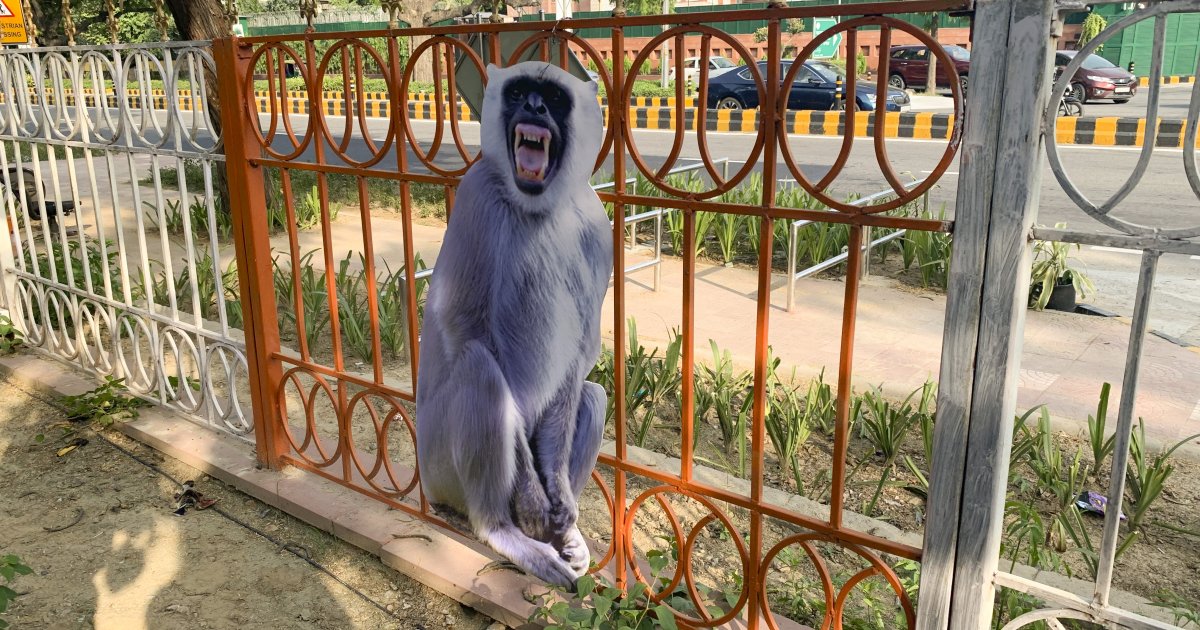 Monos de cartón: el truco de Nueva Delhi para espantar a los simios en ...