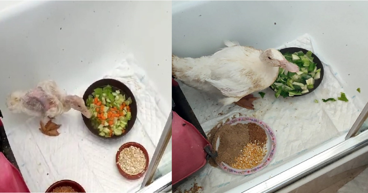 Rescatan a dos animales desnutridos en el Parque Infantil de Los Patos